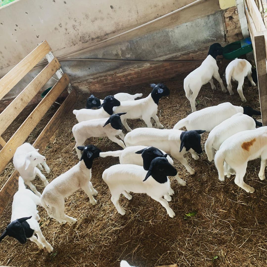 Offer: Top Grade Full Blood Boer Goats, Live Sheep, Cattle, Lambs f